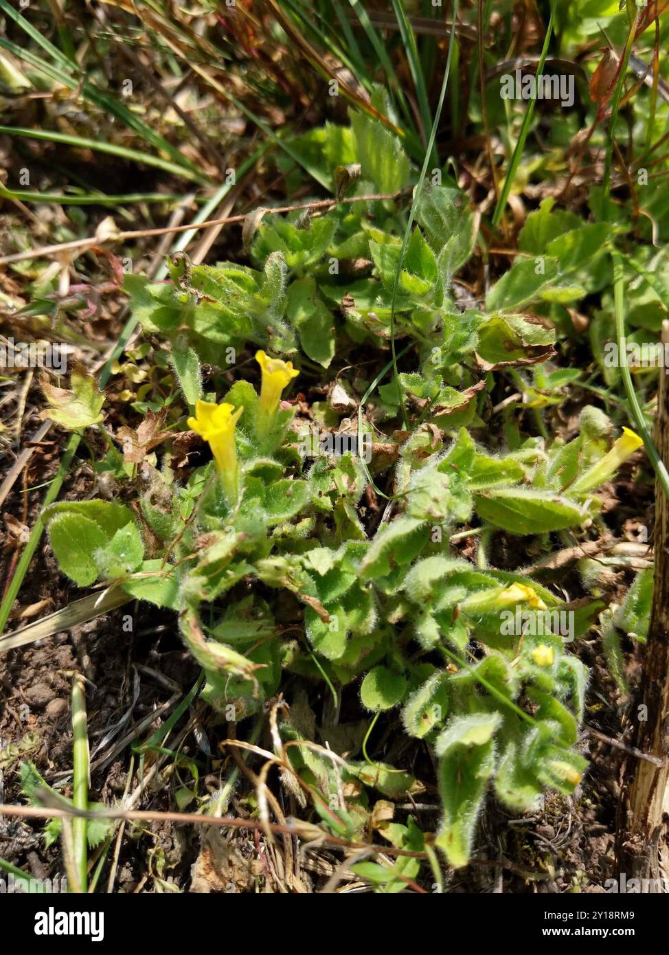 musk monkeyflower (Erythranthe moschata) Plantae Stock Photo - Alamy