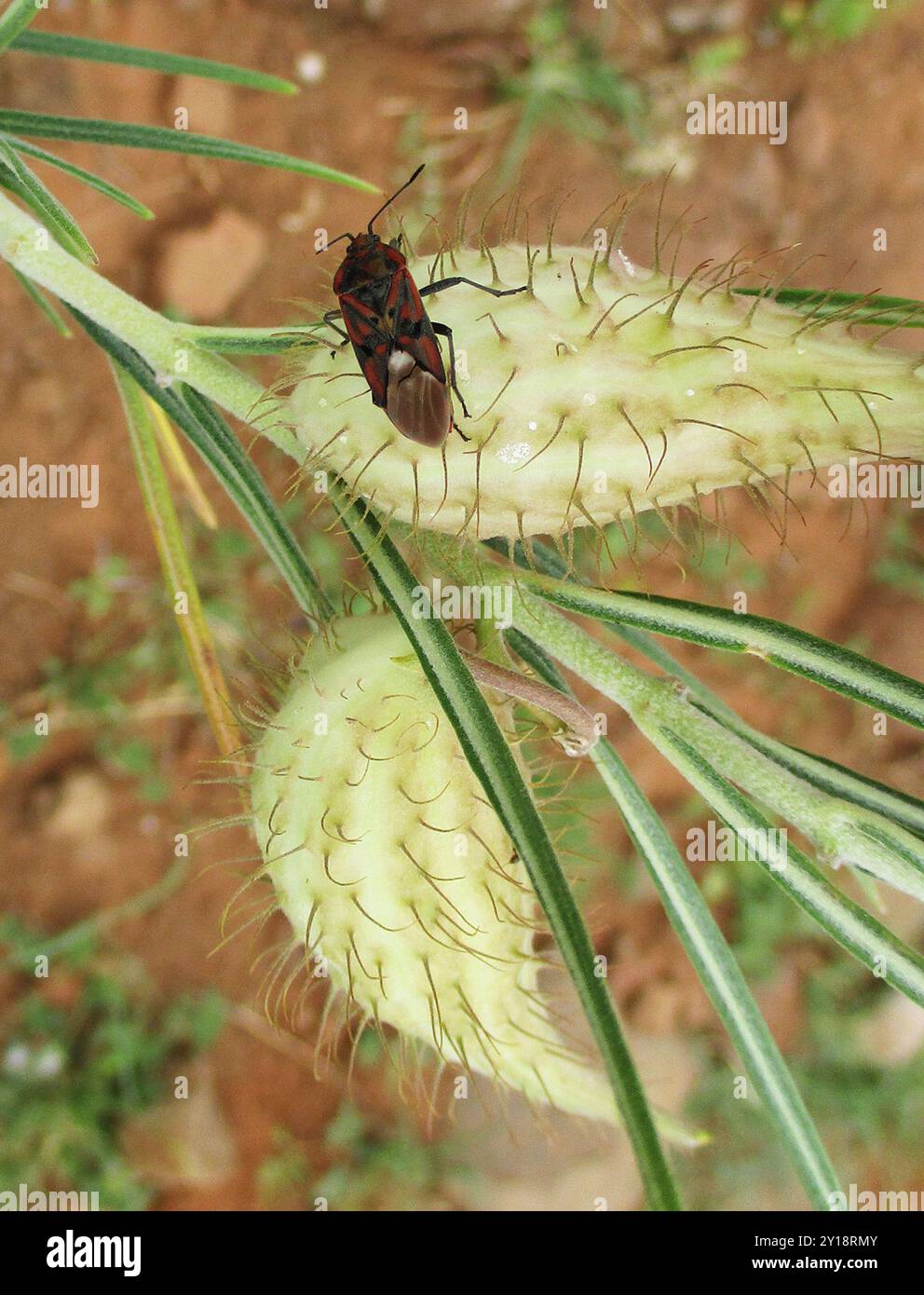 (Spilostethus pandurus elegans) Insecta Stock Photo - Alamy