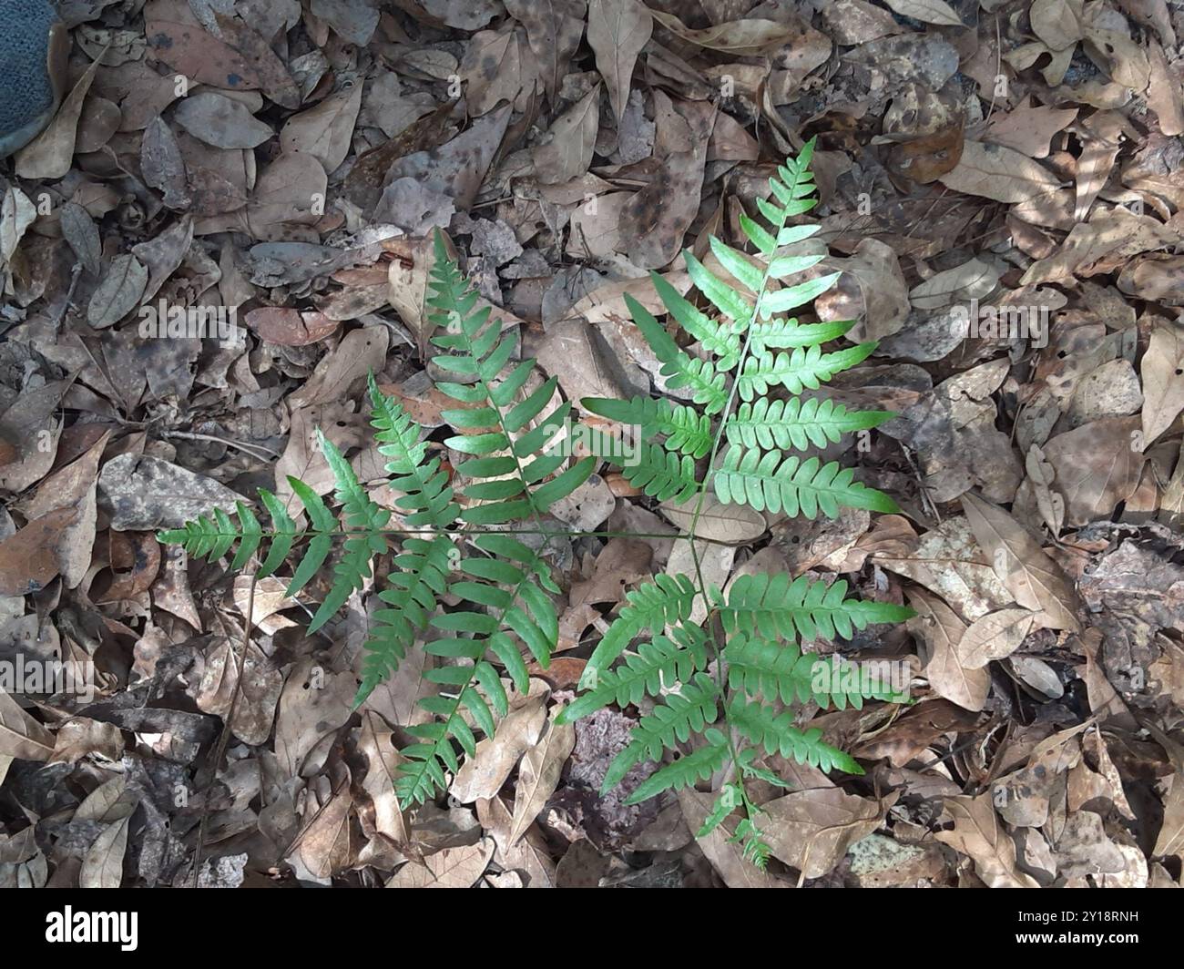 Tailed Bracken Fern (Pteridium aquilinum pseudocaudatum) Plantae Stock ...