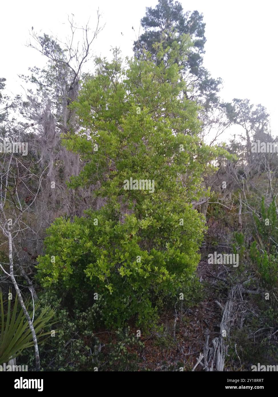 Myrtle Oak (Quercus myrtifolia) Plantae Stock Photo - Alamy