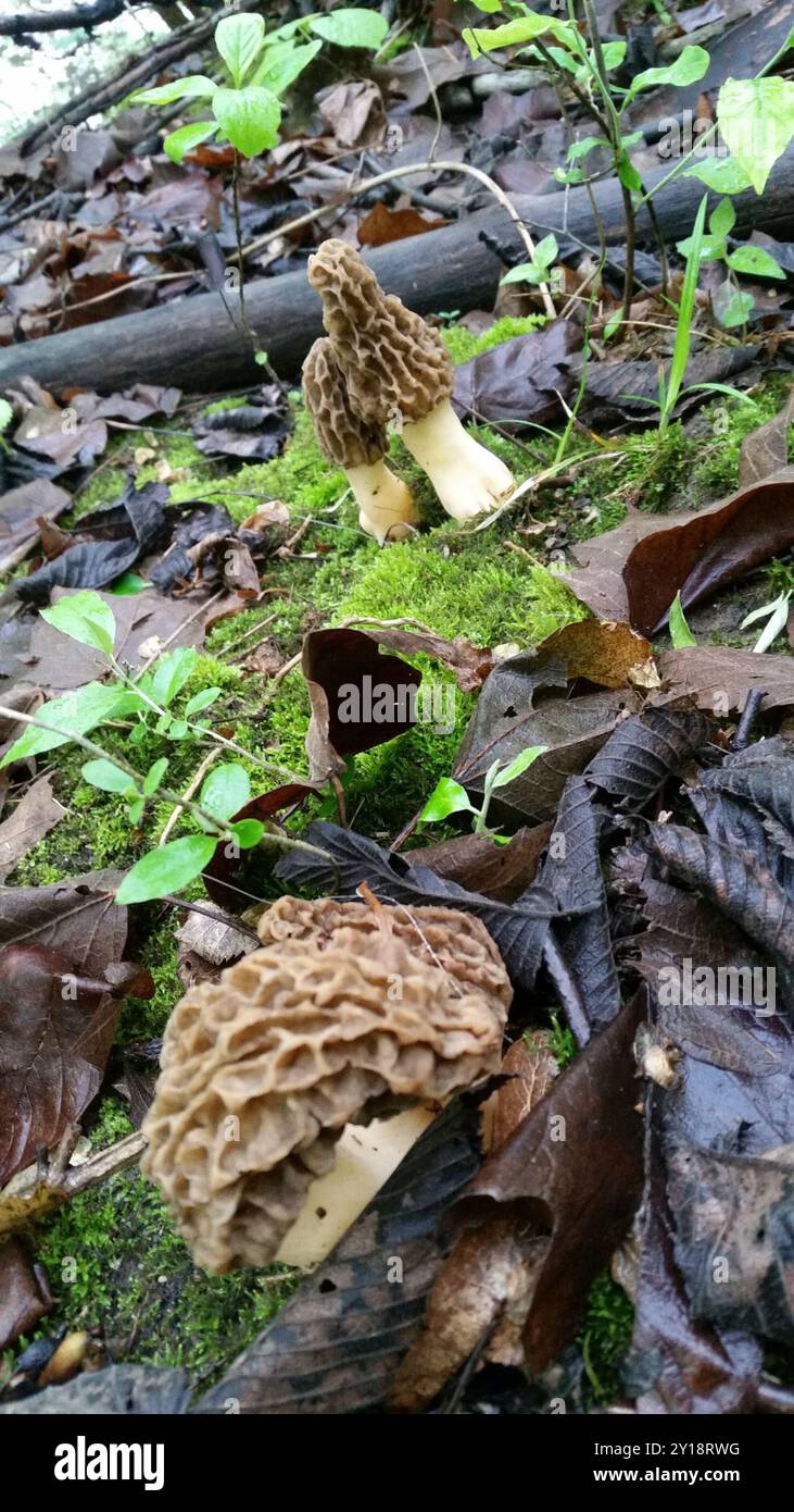 white morel (Morchella americana) Fungi Stock Photo - Alamy