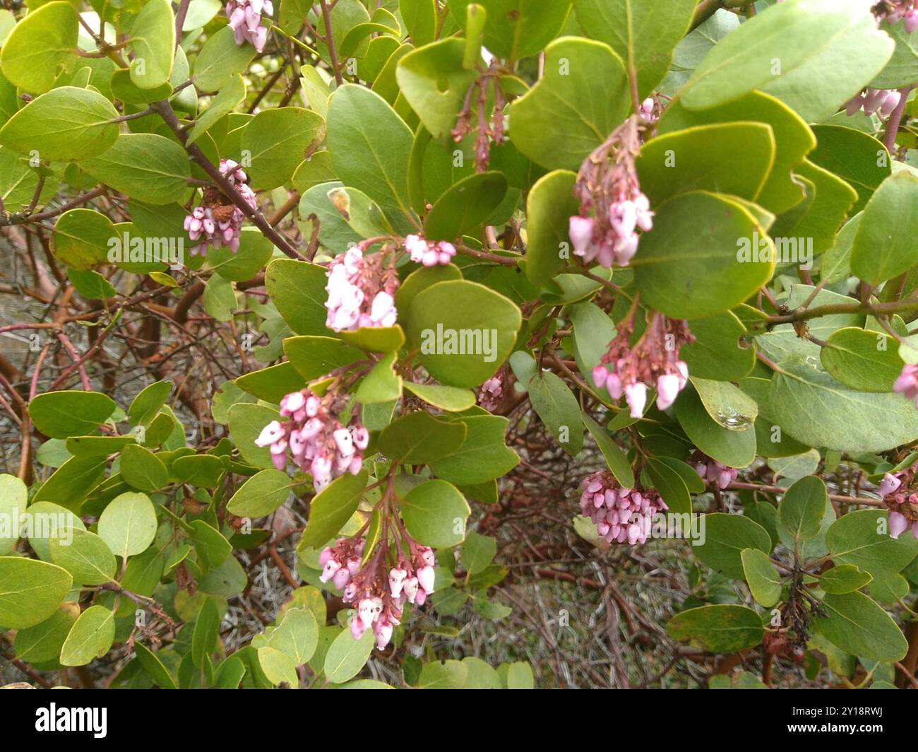 greenleaf manzanita (Arctostaphylos patula) Plantae Stock Photo - Alamy