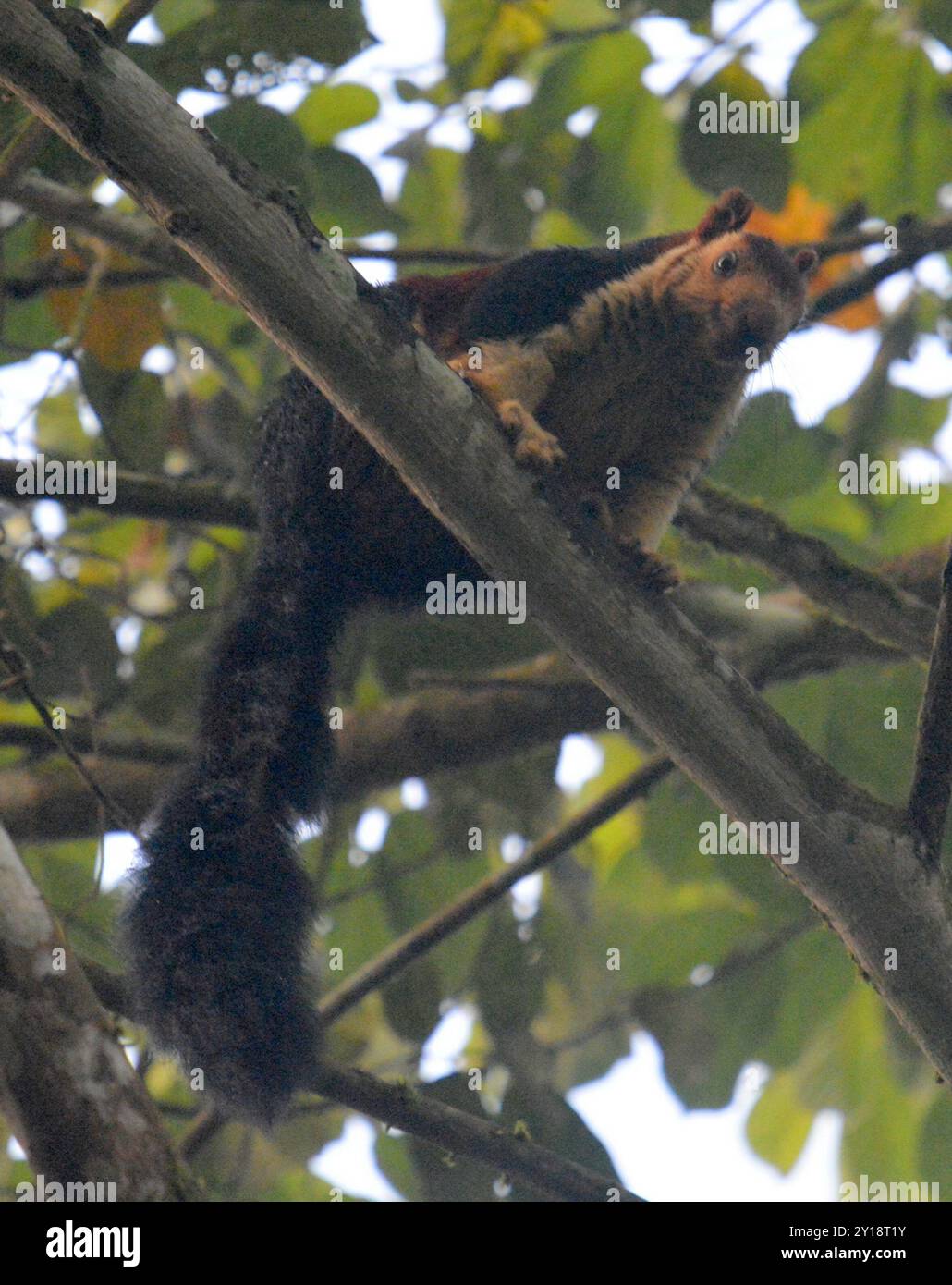 Indian Giant Squirrel (Ratufa indica) Mammalia Stock Photo - Alamy