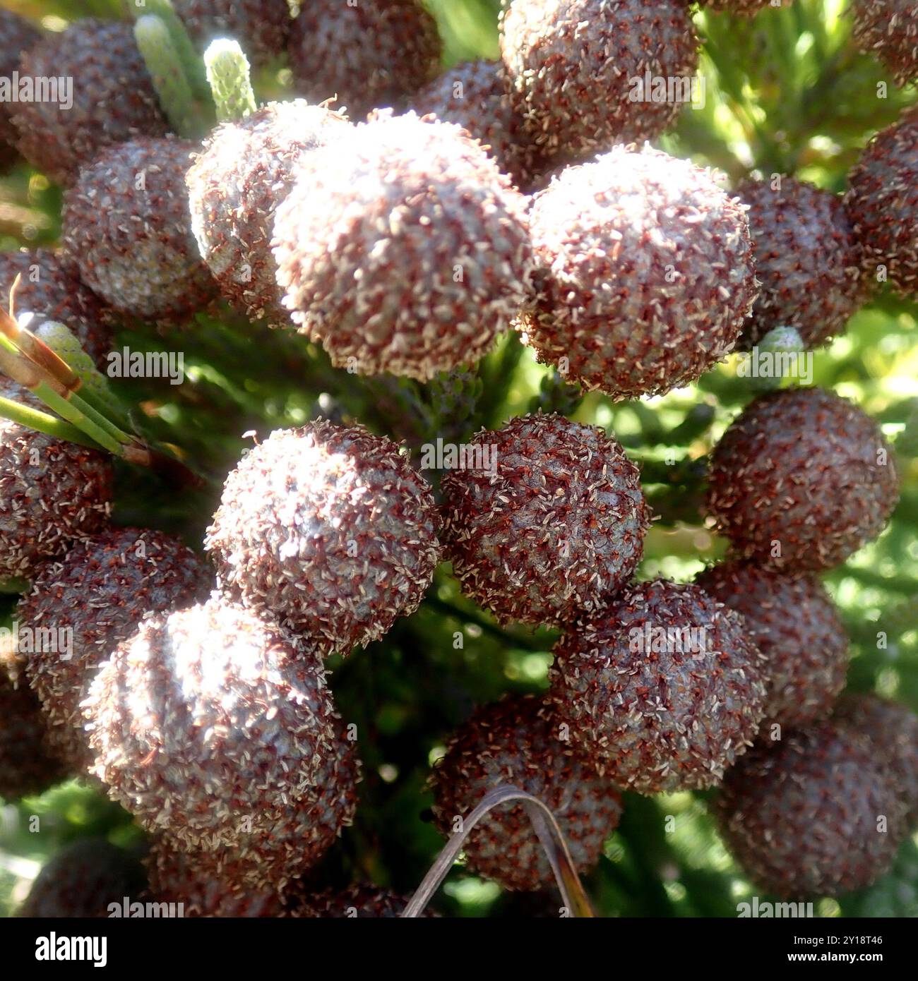 Cone Stompie (Brunia noduliflora) Plantae Stock Photo - Alamy