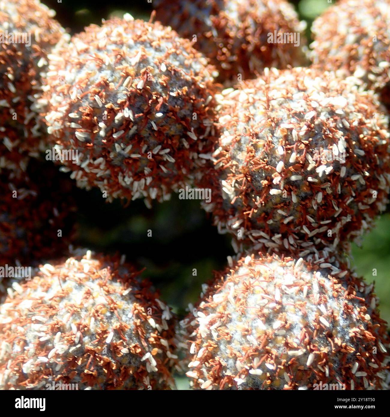 Cone Stompie (Brunia noduliflora) Plantae Stock Photo - Alamy