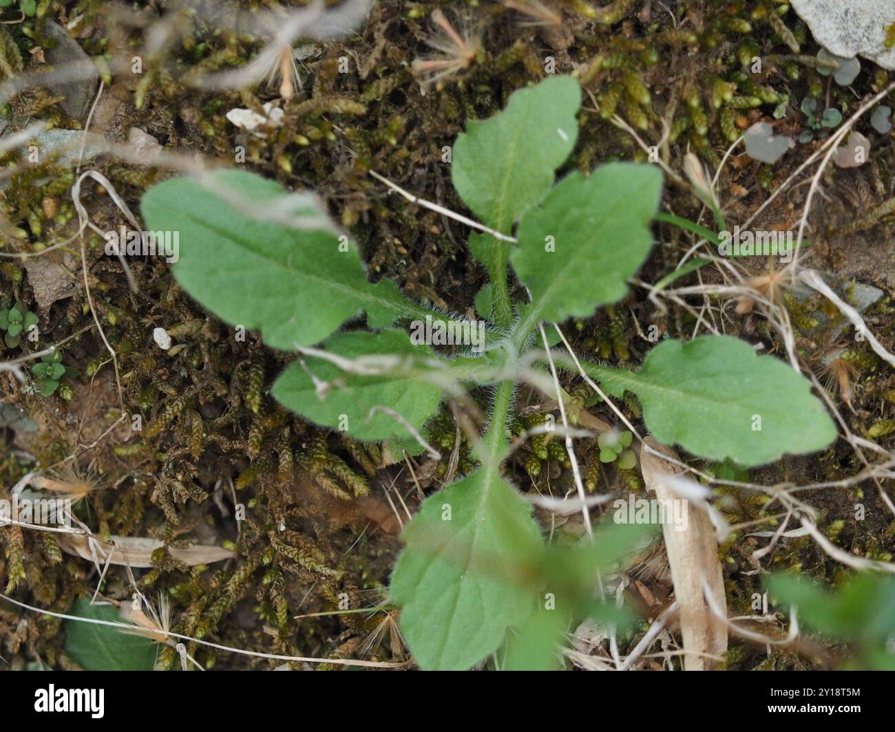 vascular plants (Tracheophyta) Plantae Stock Photo - Alamy