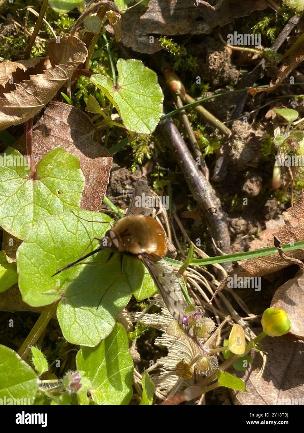 Dotted Bee Fly (Bombylius discolor) Insecta Stock Photo - Alamy