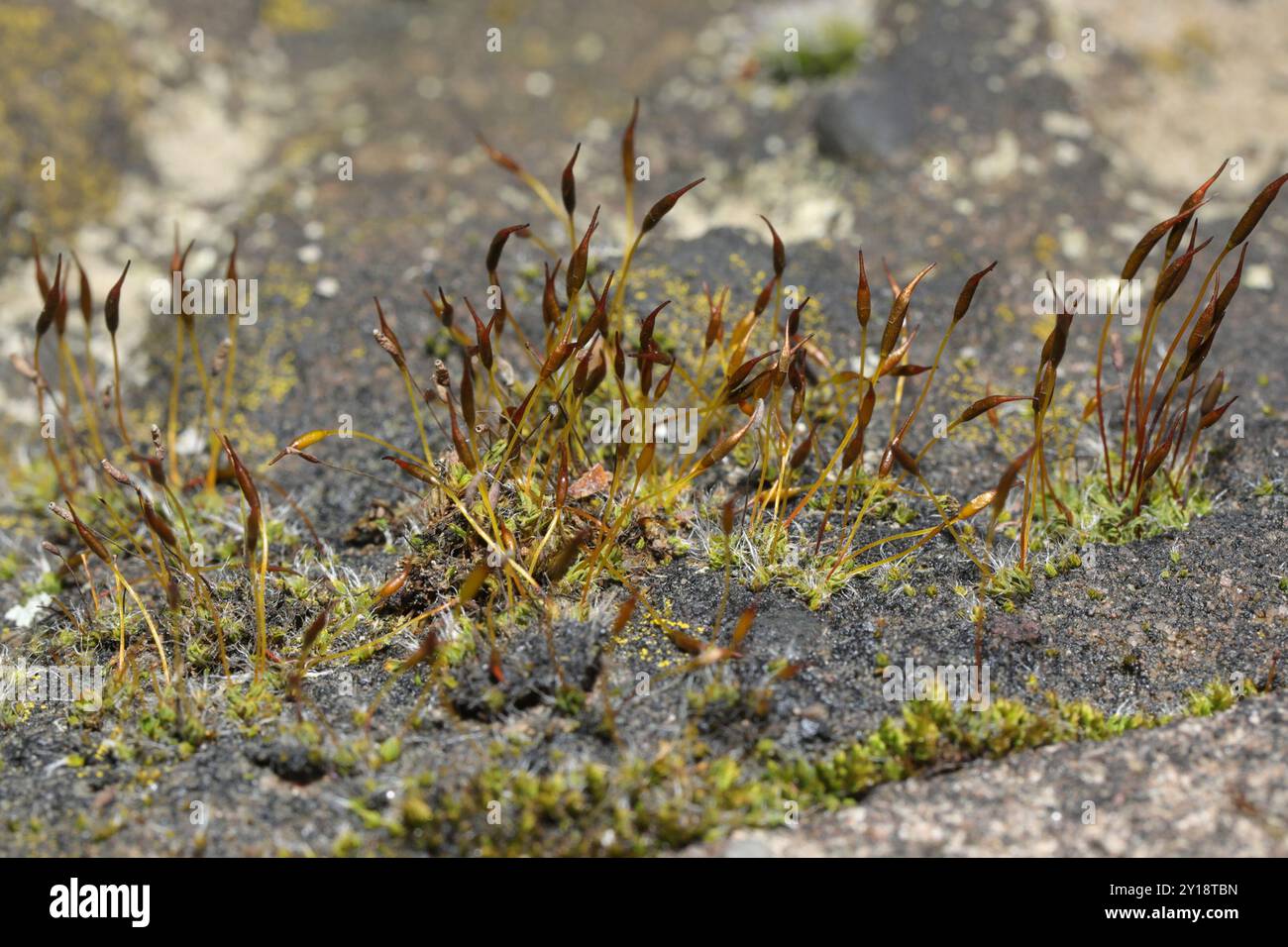 Wall Screw-moss (Tortula muralis) Plantae Stock Photo - Alamy