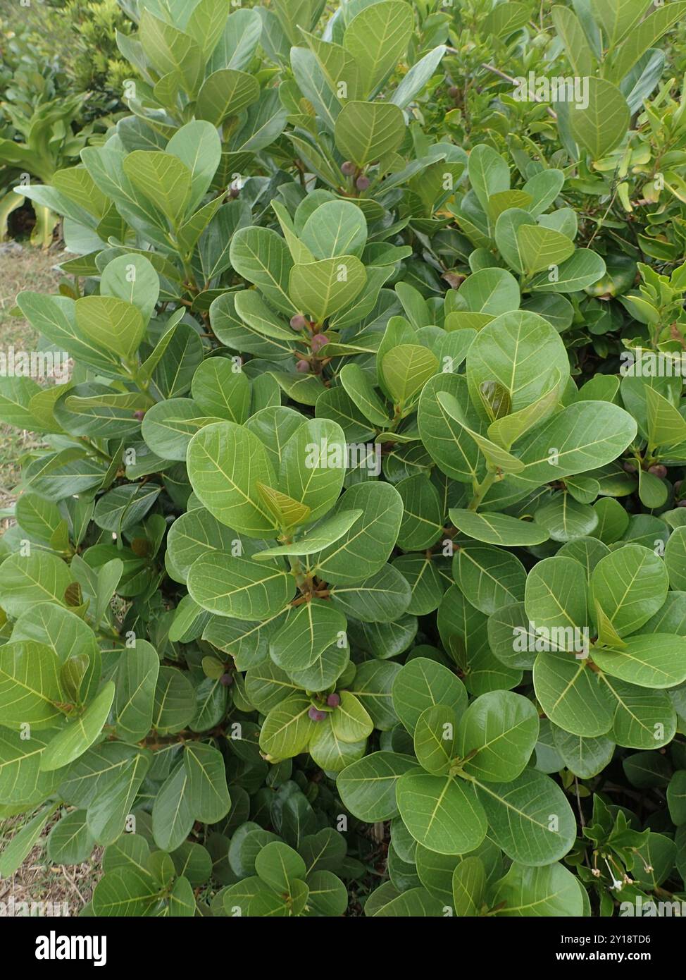 (Ficus pedunculosa mearnsii) Plantae Stock Photo - Alamy