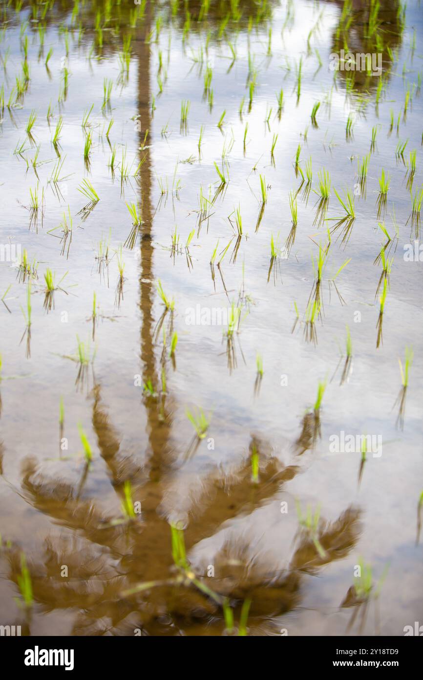 Sprouting rice with a palm tree reflection Stock Photo - Alamy