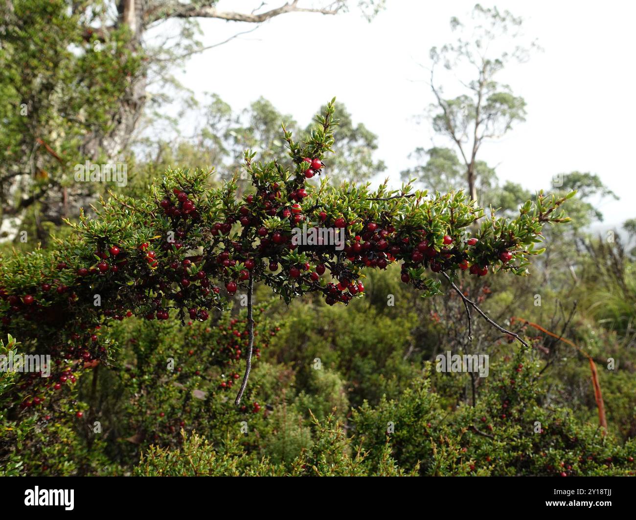 Coprosma nitida hi-res stock photography and images - Alamy