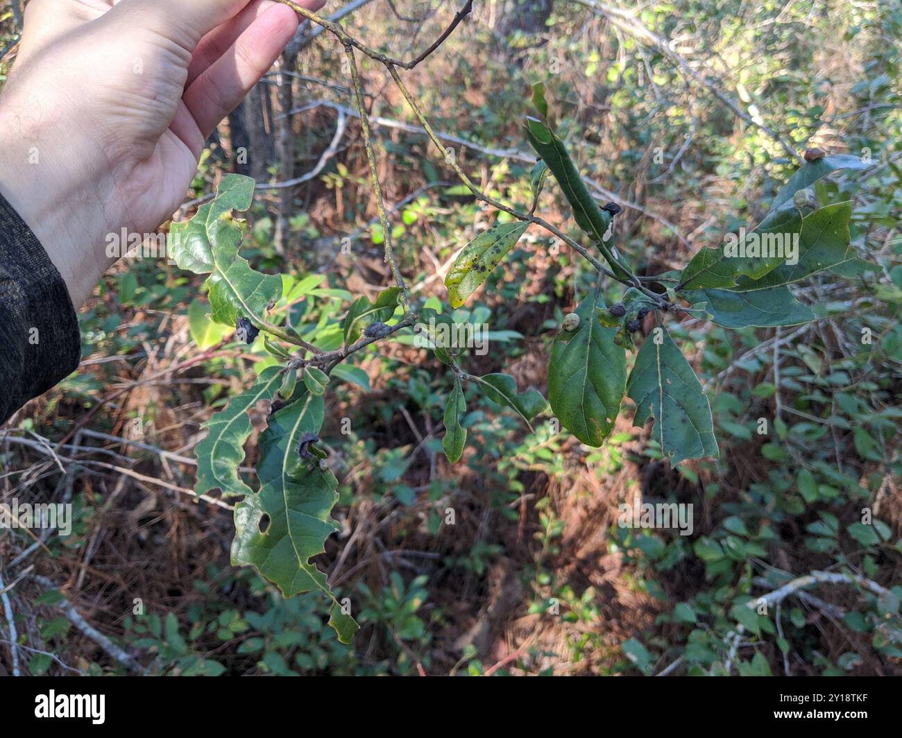 Swamp Bay (Persea palustris) Plantae Stock Photo - Alamy