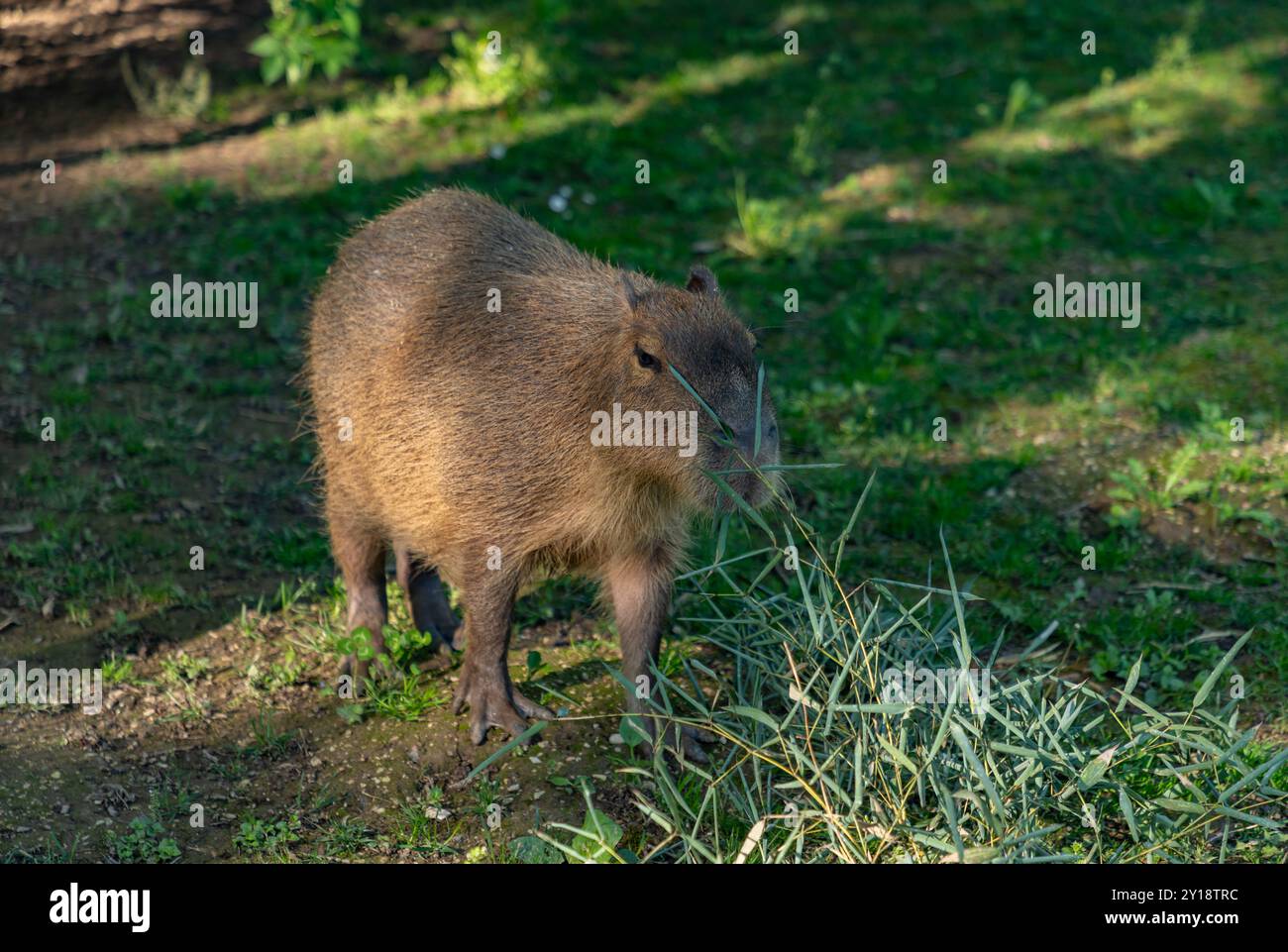 A picture of a capybara eating grass Stock Photo - Alamy
