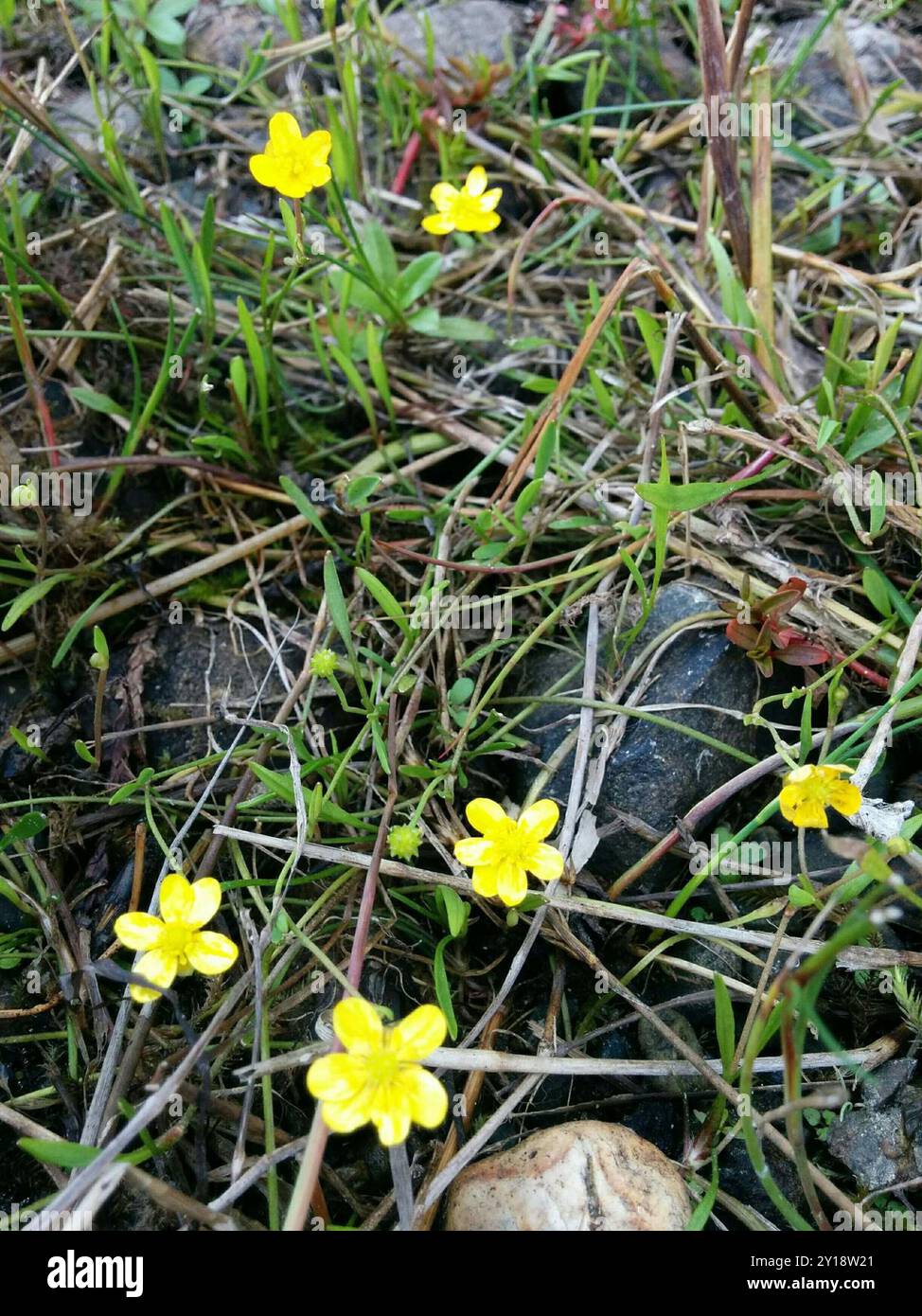 Lesser Spearwort (Ranunculus flammula) Plantae Stock Photo - Alamy