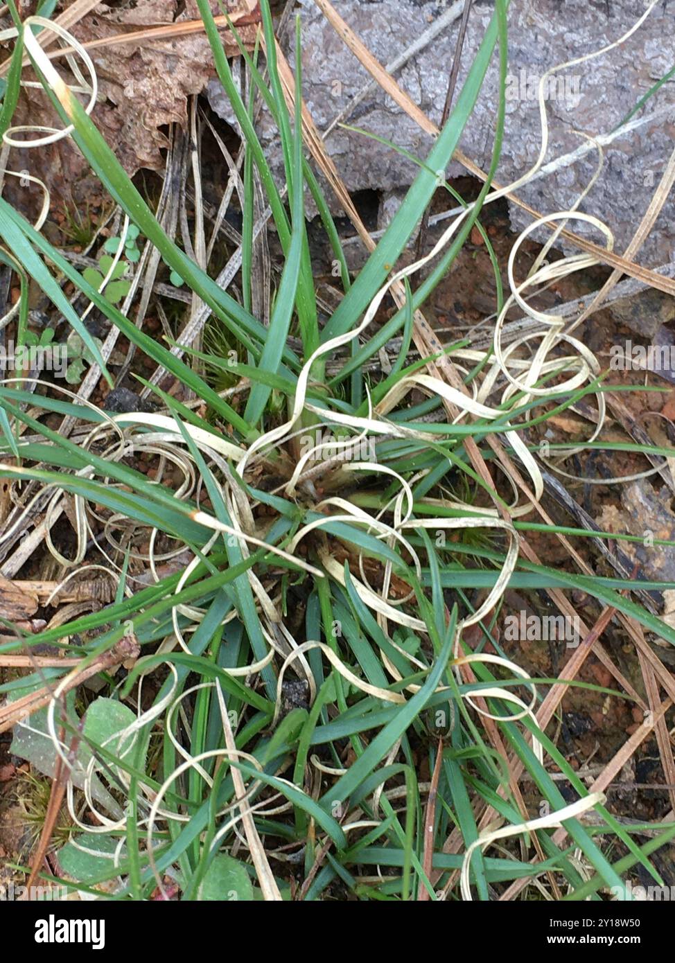 Poverty oatgrass (Danthonia spicata) Plantae Stock Photo - Alamy