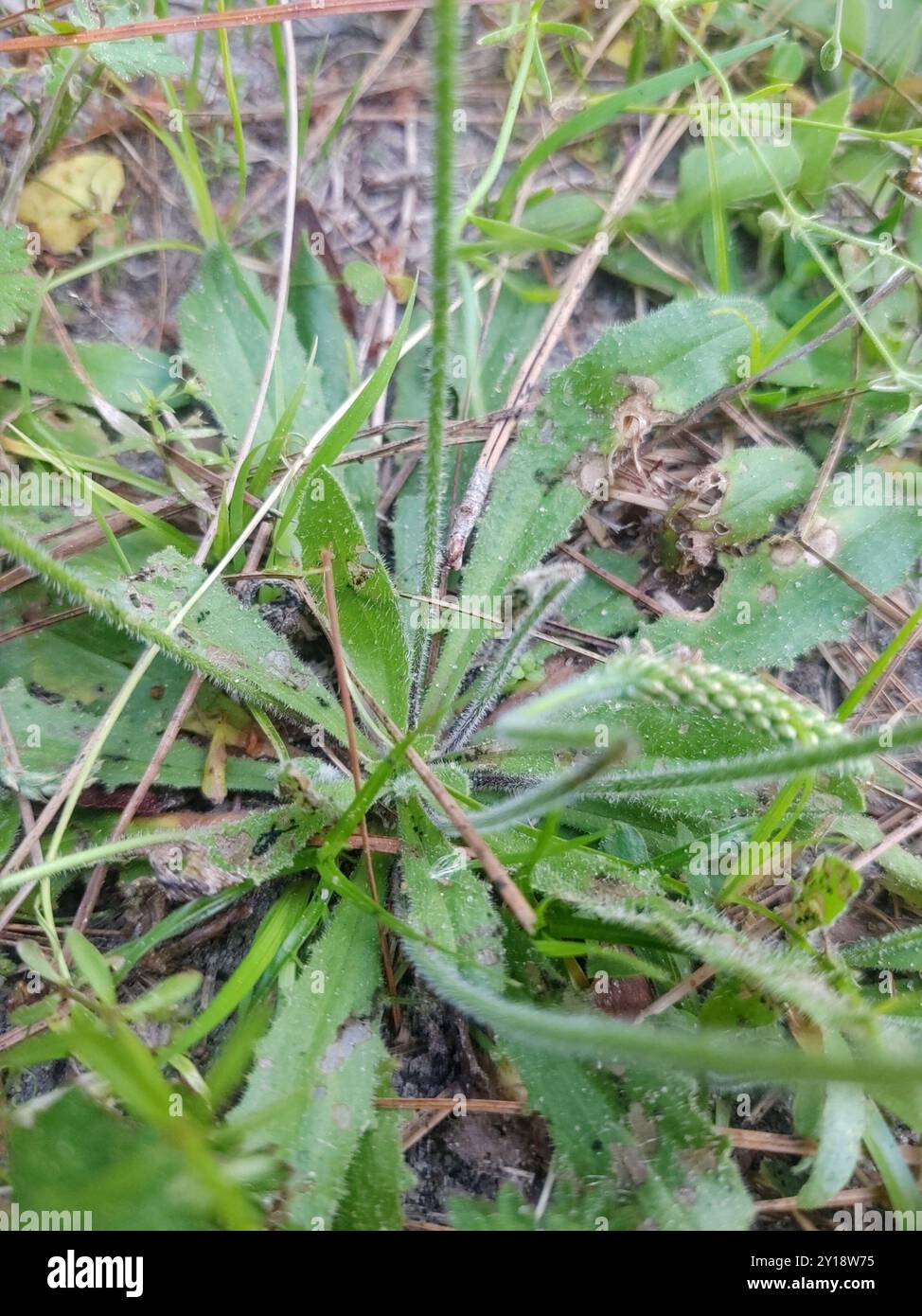 dwarf plantain (Plantago virginica) Plantae Stock Photo - Alamy