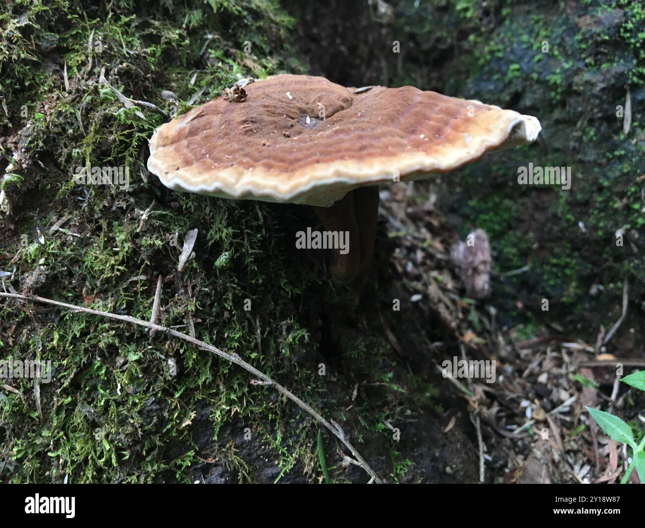 red-staining stalked polypore (Sanguinoderma rude) Fungi Stock Photo ...