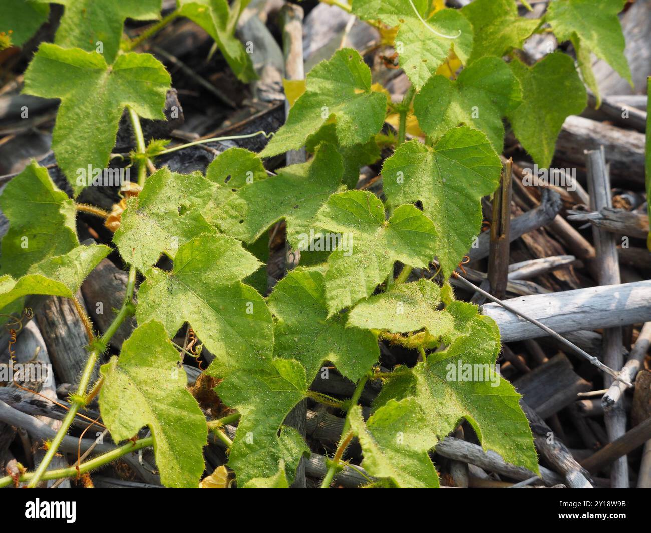 (Passiflora vesicaria) Plantae Stock Photo - Alamy