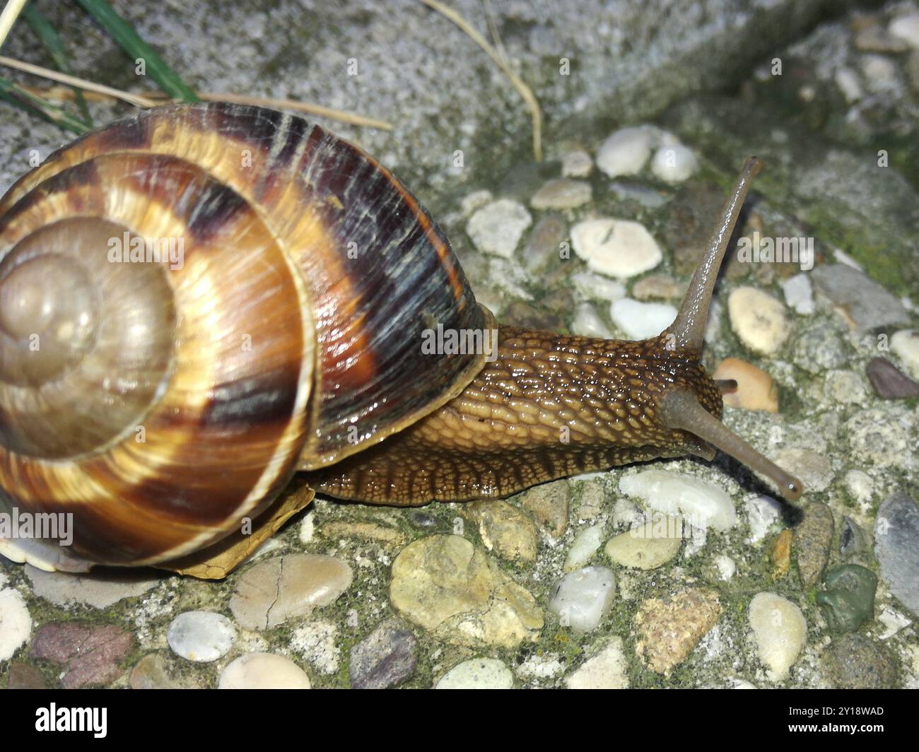 Turkish Snail (Helix lucorum) Mollusca Stock Photo - Alamy