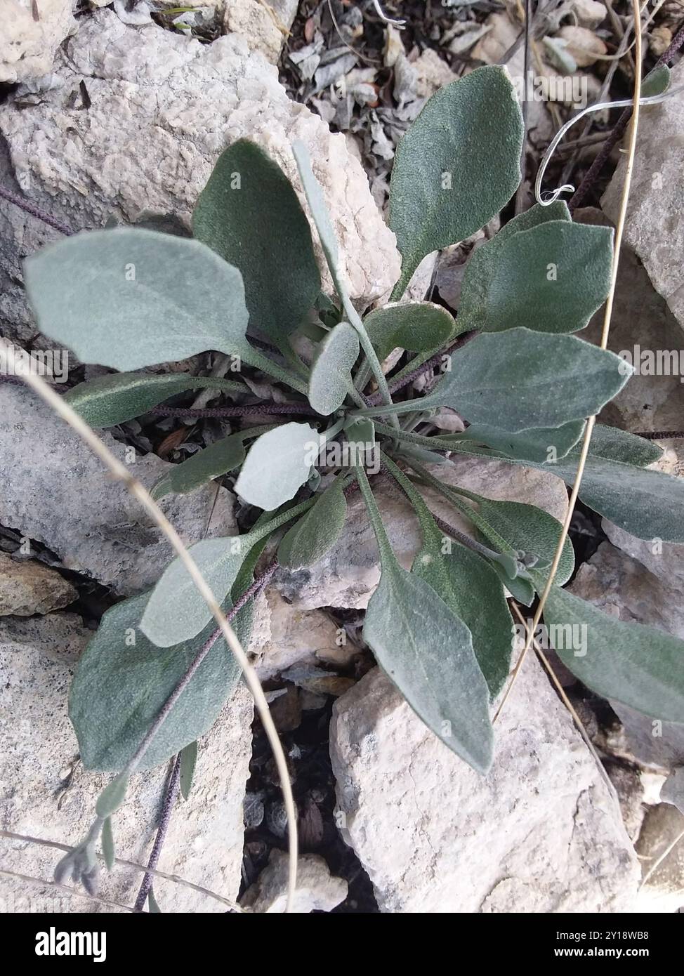 white bladderpod (Physaria purpurea) Plantae Stock Photo - Alamy