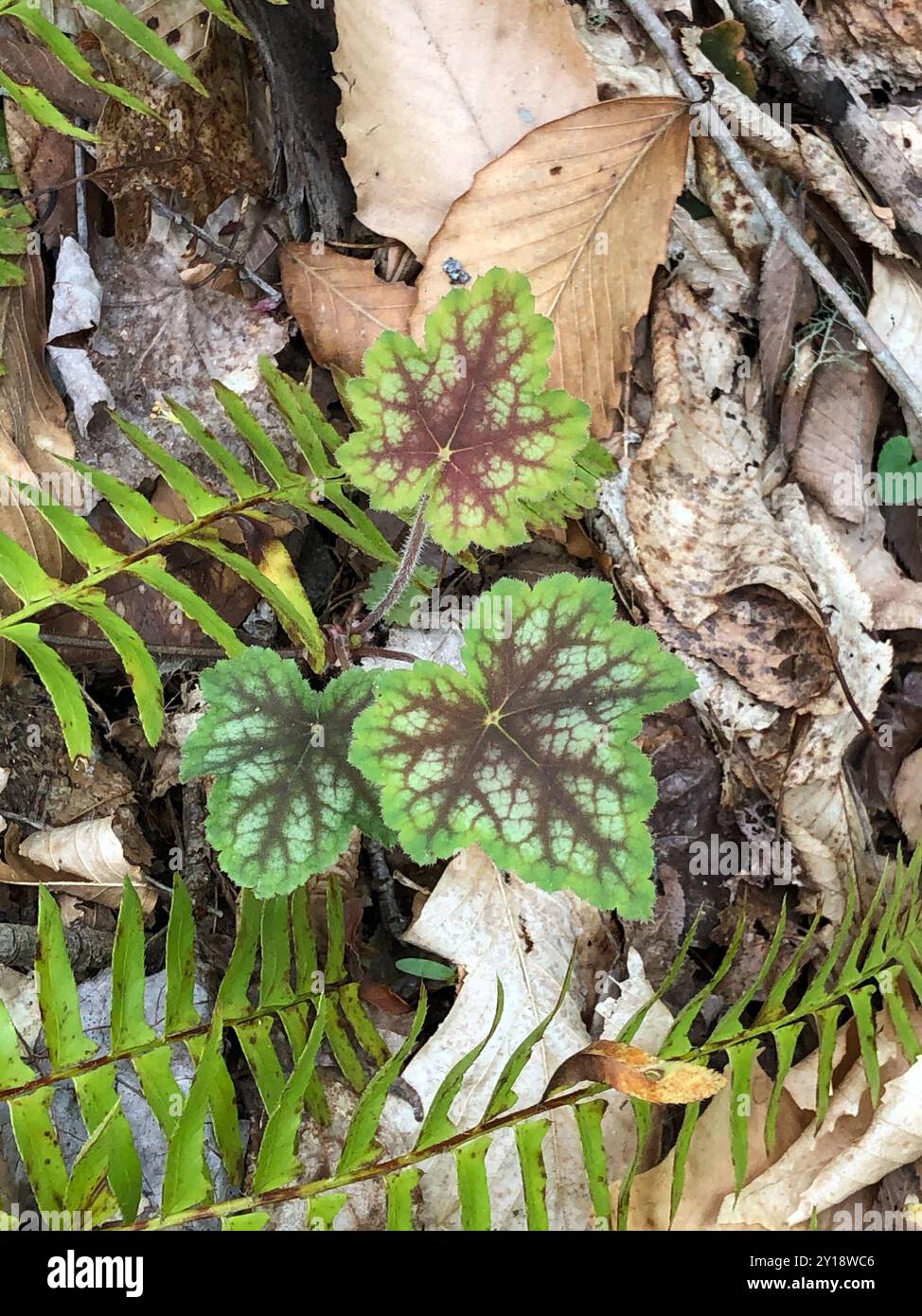 American alumroot heuchera americana hi-res stock photography and ...