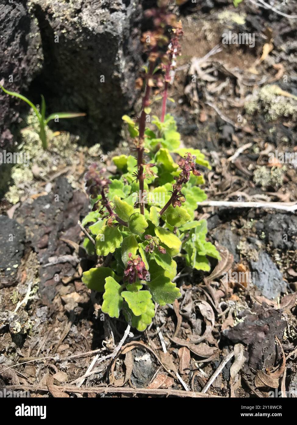 little spurflower (Coleus australis) Plantae Stock Photo - Alamy