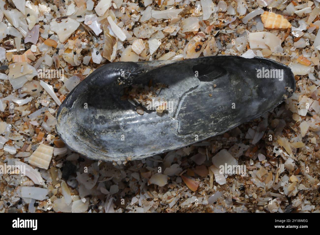 White Piddock (Barnea candida) Mollusca Stock Photo - Alamy