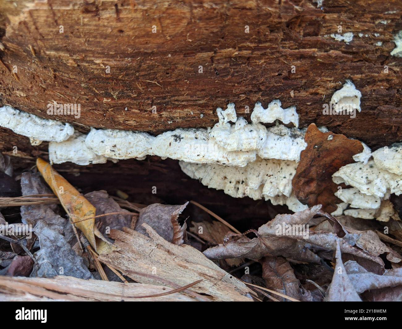 shelf fungi (Polyporales) Fungi Stock Photo - Alamy