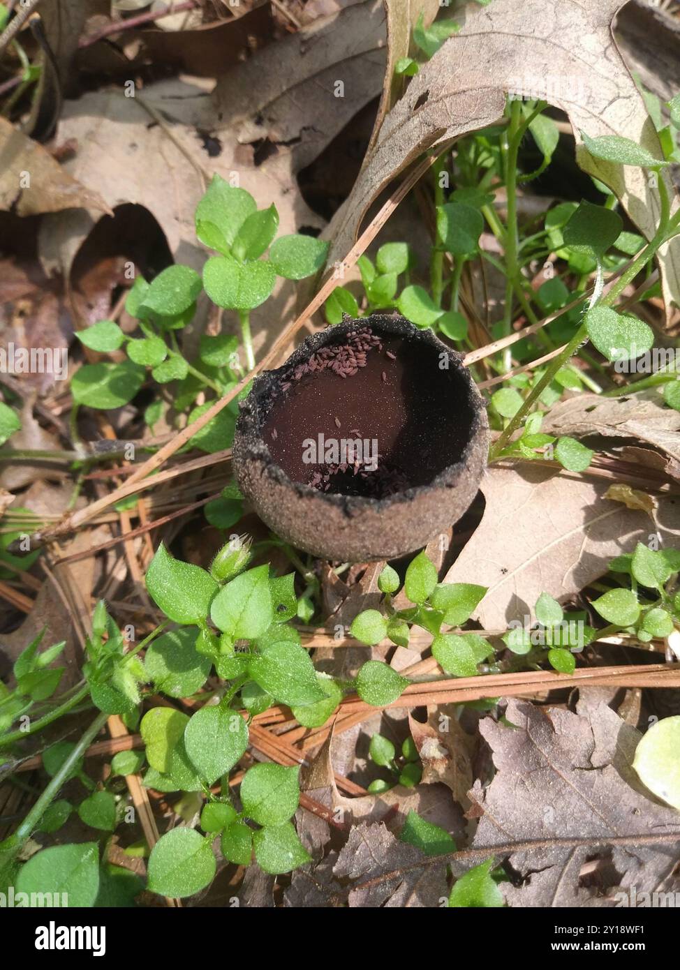 devil's urn (Urnula craterium) Fungi Stock Photo - Alamy