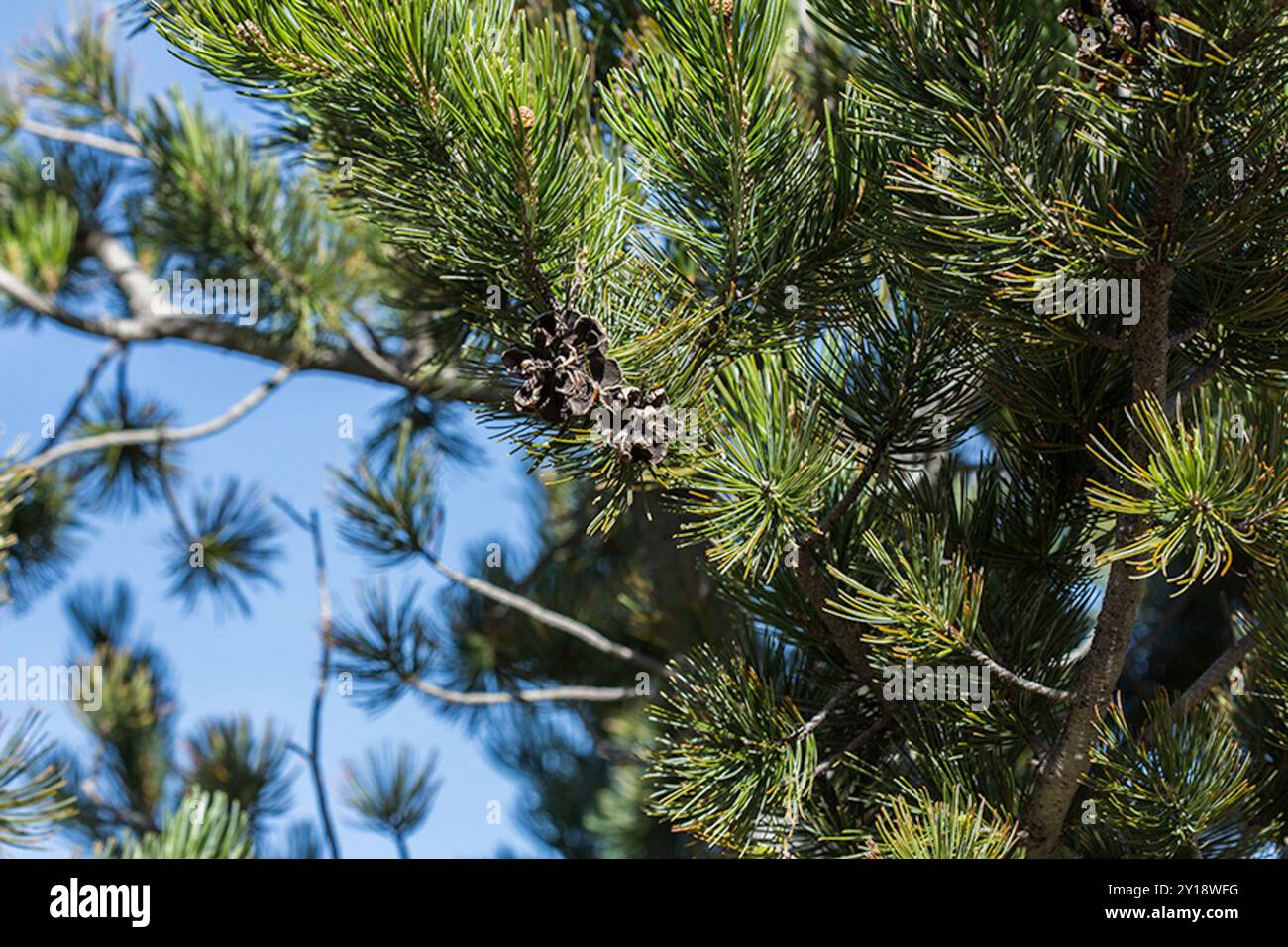 Mexican pinyon (Pinus cembroides) Plantae Stock Photo - Alamy
