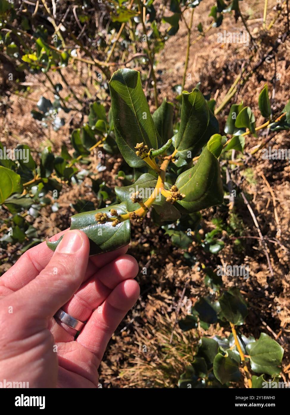 (Ceanothus velutinus laevigatus) Plantae Stock Photo - Alamy