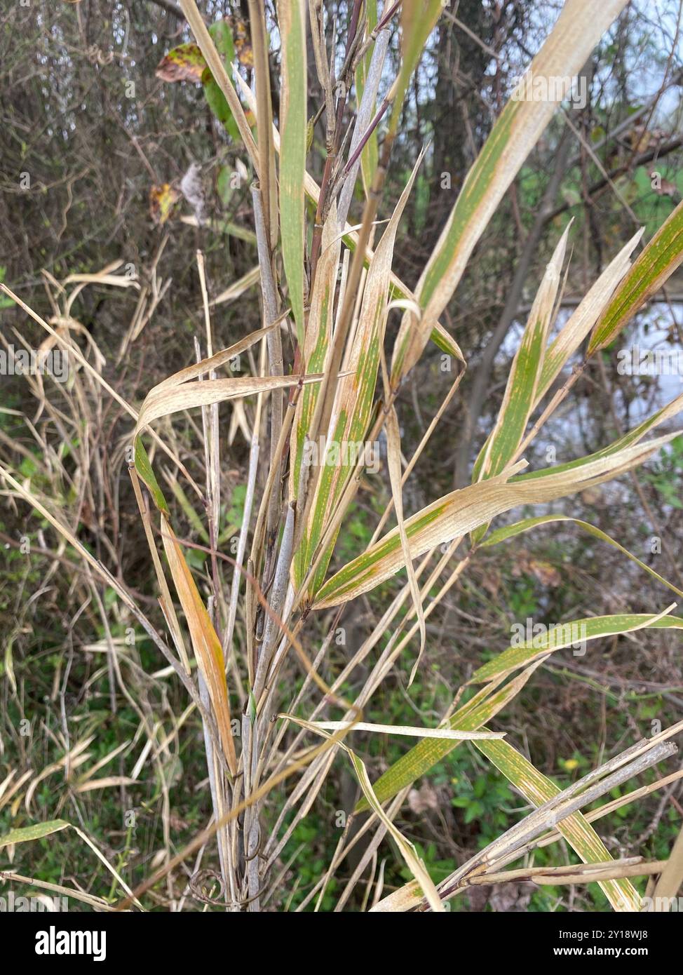 switch cane (Arundinaria tecta) Plantae Stock Photo - Alamy