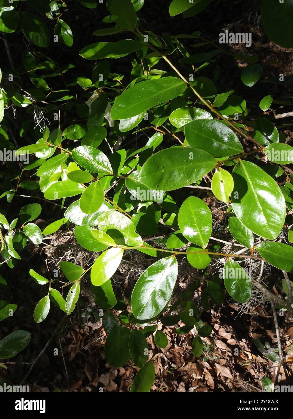 netted pawpaw (Asimina reticulata) Plantae Stock Photo - Alamy