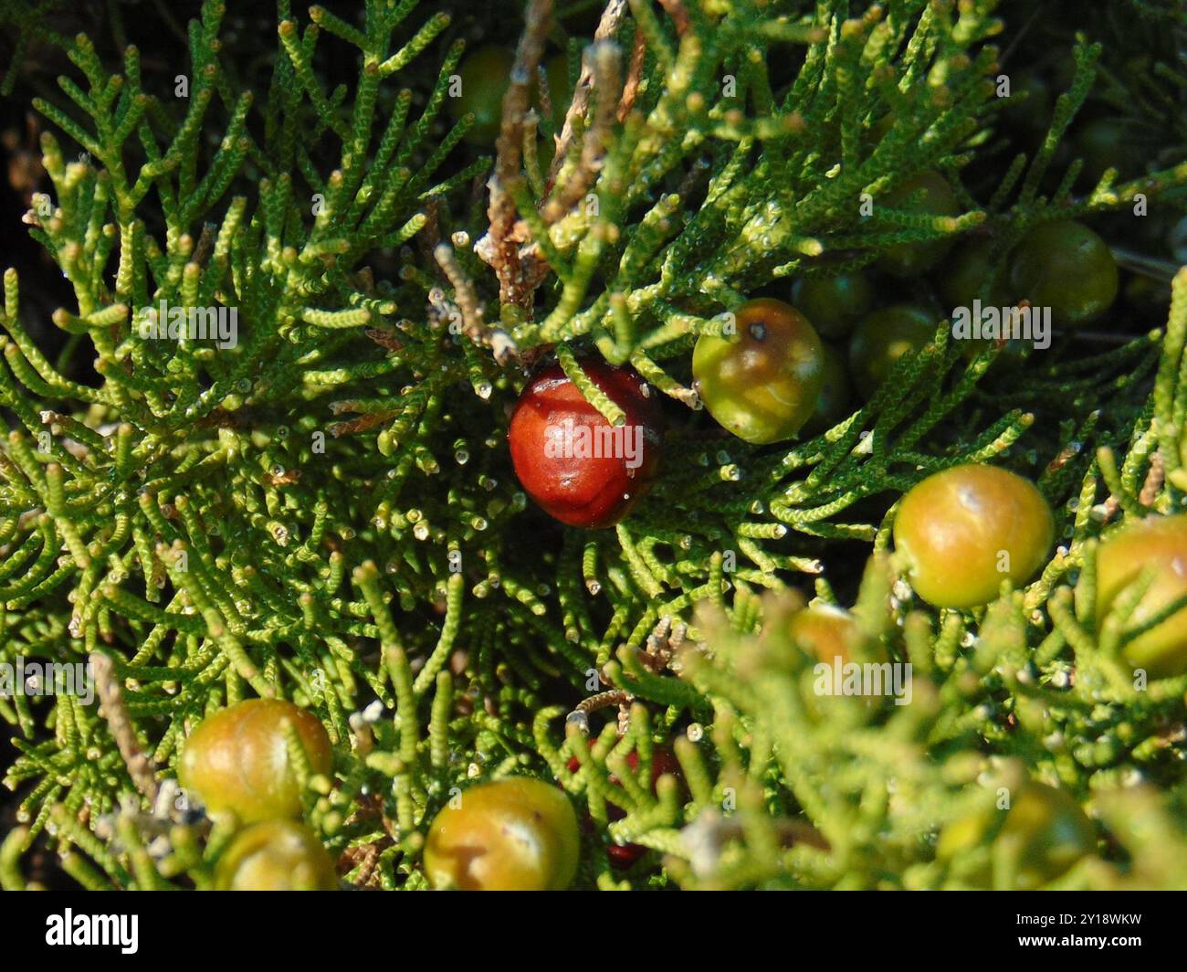 Mediterranean juniper (Juniperus turbinata) Plantae Stock Photo - Alamy