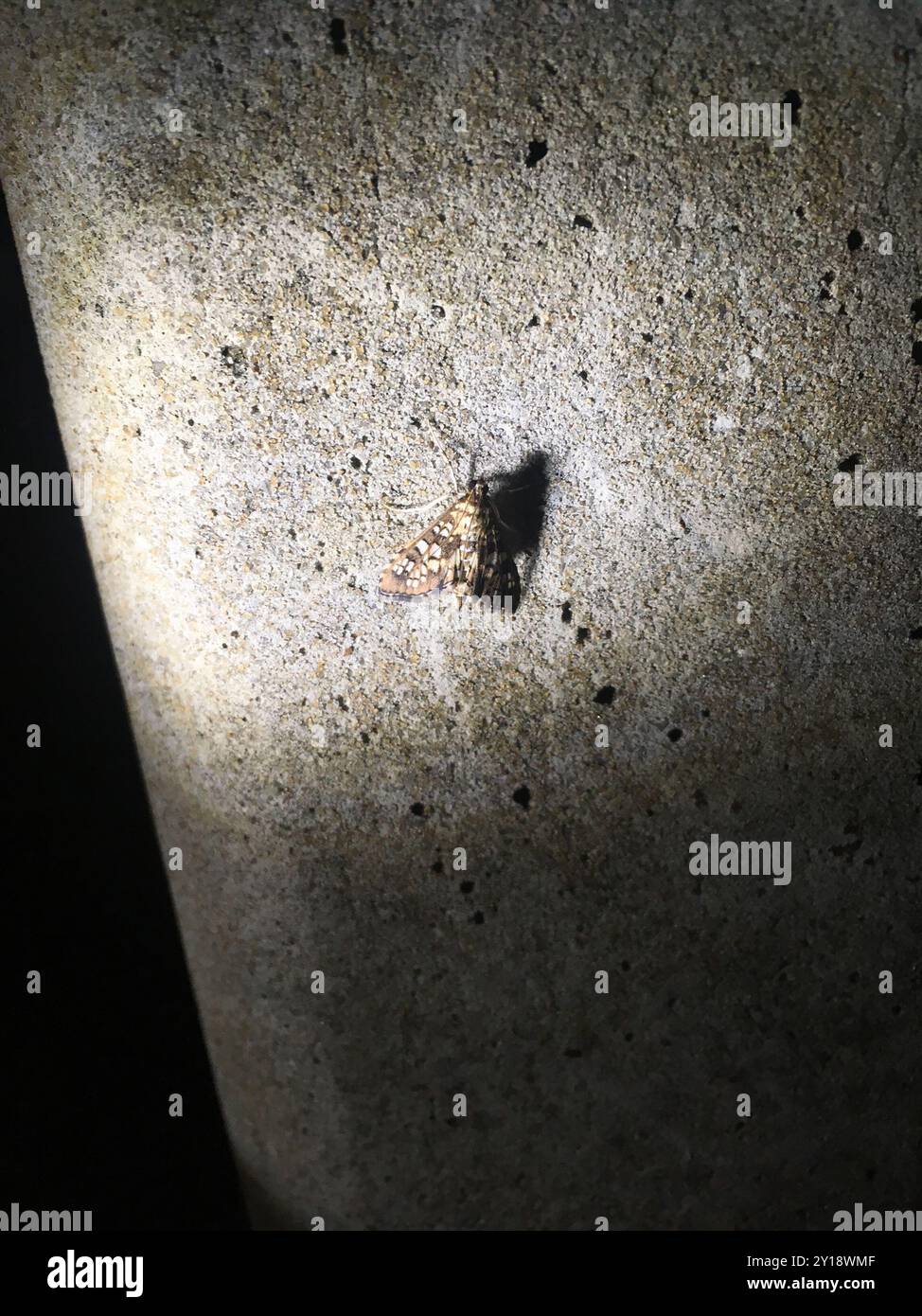 Stained-glass Moth (Samea castellalis) Insecta Stock Photo - Alamy