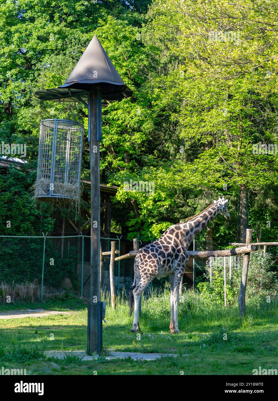 A picture of a giraffe in its enclosure at the Ljubljana Zoo Stock ...