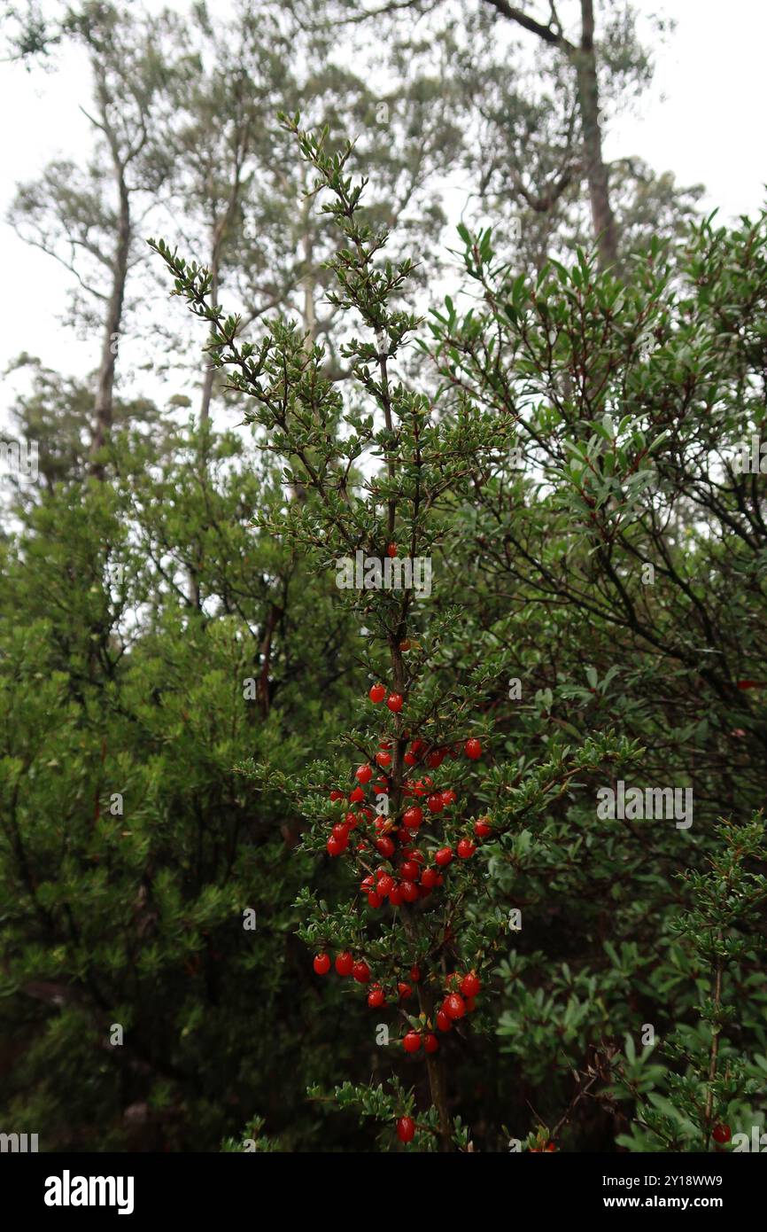 Mountain Currant (Coprosma nitida) Plantae Stock Photo - Alamy