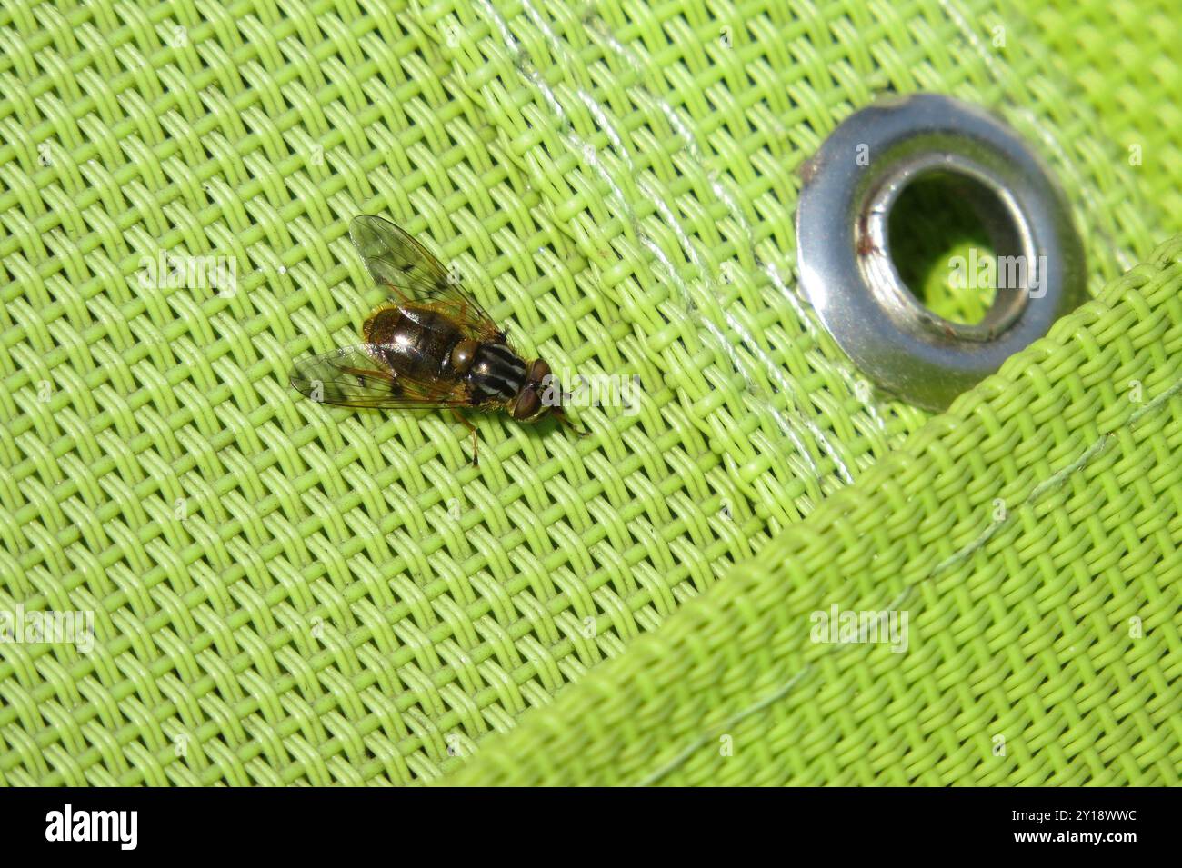 Copperback Flies (Ferdinandea) Insecta Stock Photo - Alamy