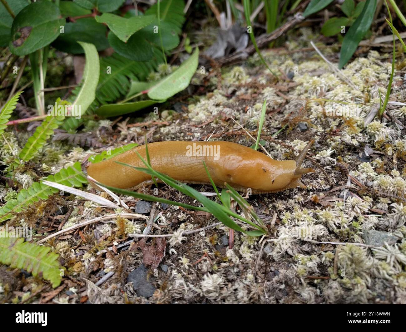 Pacific Banana Slug (Ariolimax columbianus) Mollusca Stock Photo - Alamy