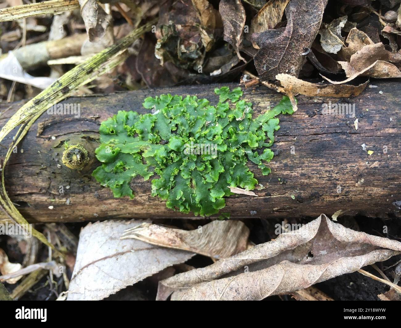 greasewort (Aneura pinguis) Plantae Stock Photo - Alamy