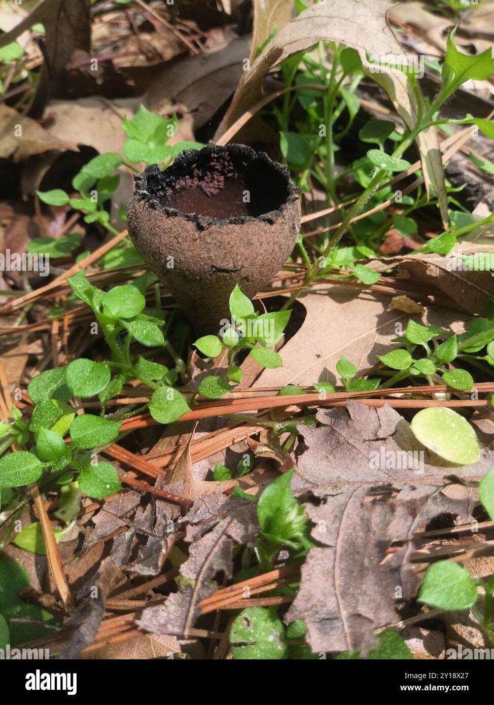 devil's urn (Urnula craterium) Fungi Stock Photo - Alamy