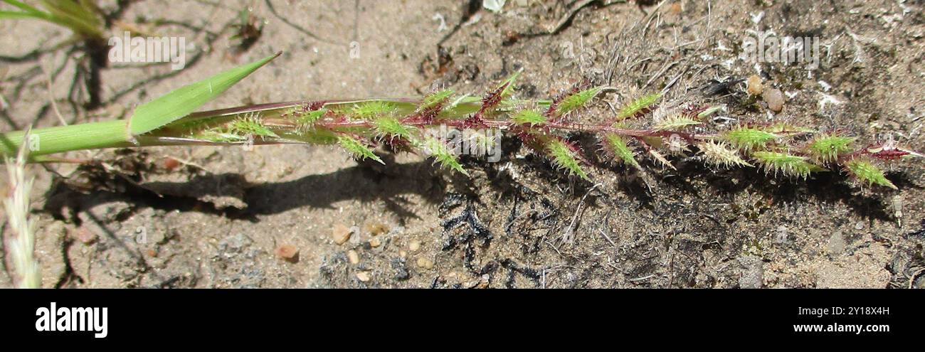 African bur-grass (Tragus berteronianus) Plantae Stock Photo - Alamy