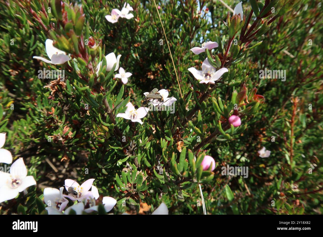 Plague Soldier Beetle (Chauliognathus lugubris) Insecta Stock Photo - Alamy
