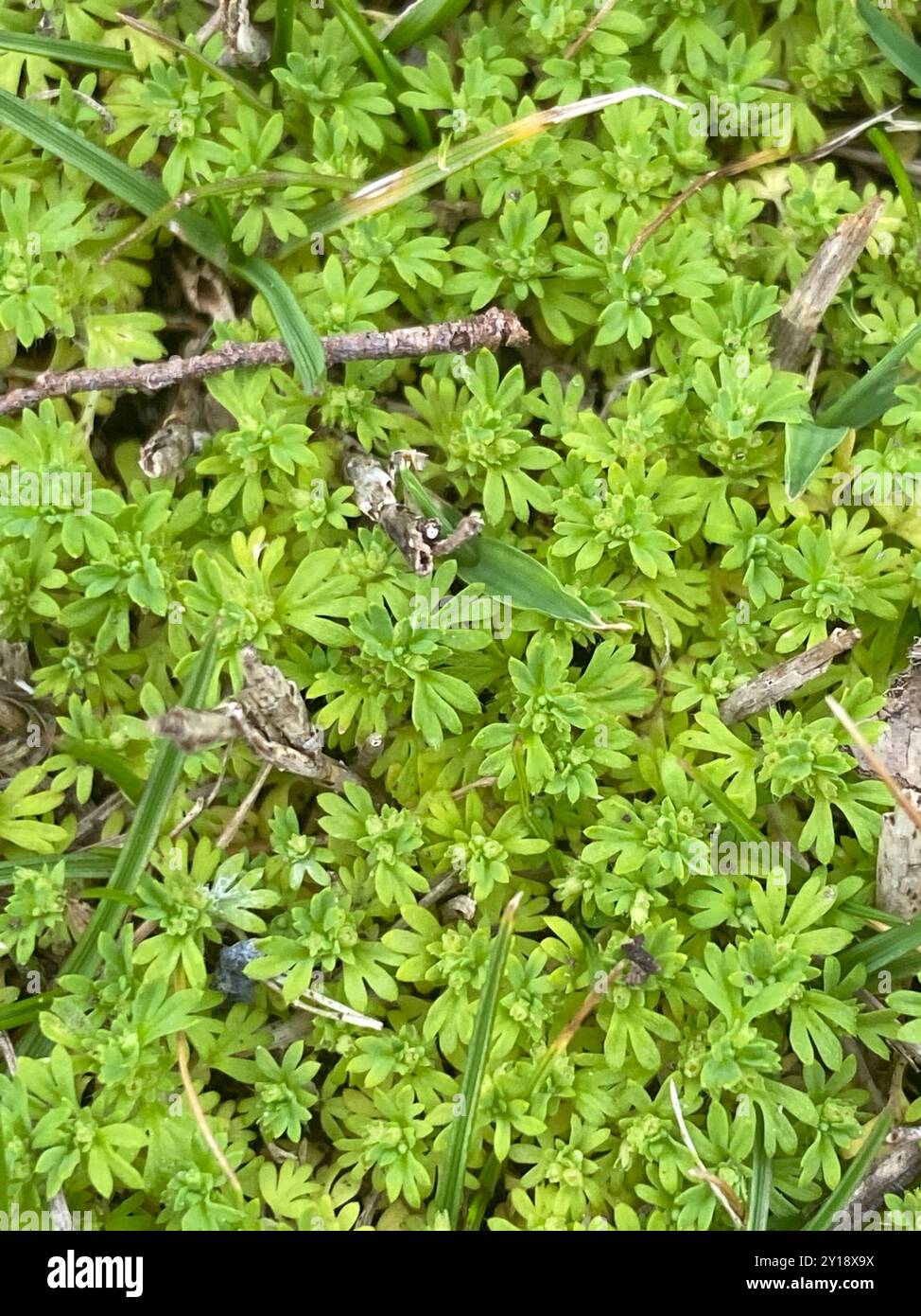 Slender parsley-piert (Alchemilla australis) Plantae Stock Photo - Alamy