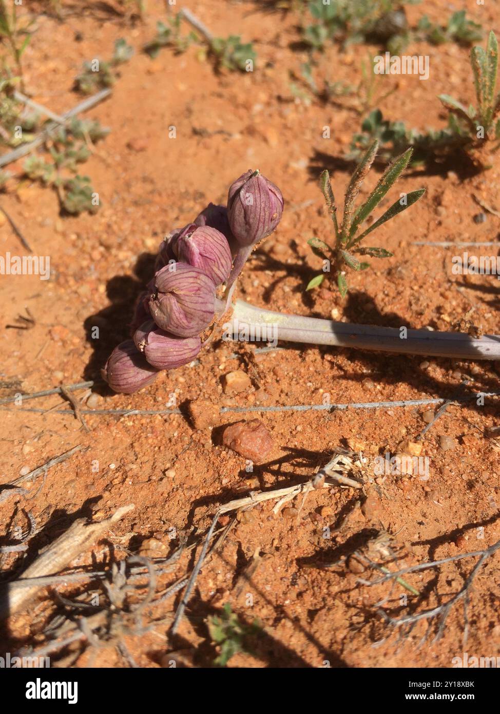 purple-nerve cymopterus (Vesper multinervatus) Plantae Stock Photo - Alamy