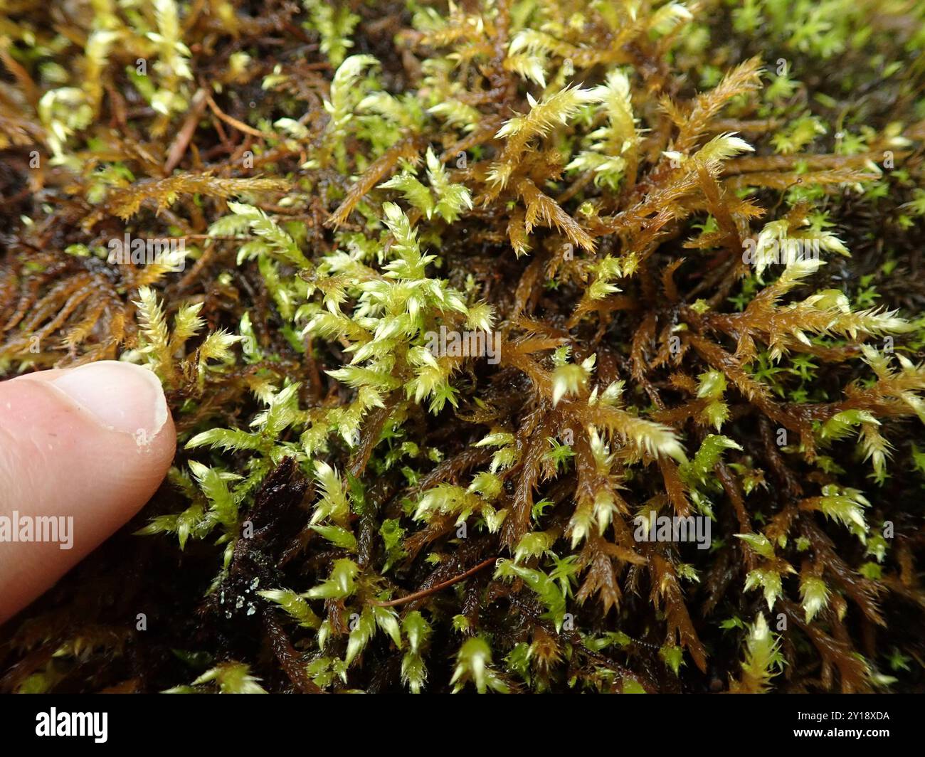 Waterside Feather Moss (Brachythecium rivulare) Plantae Stock Photo - Alamy