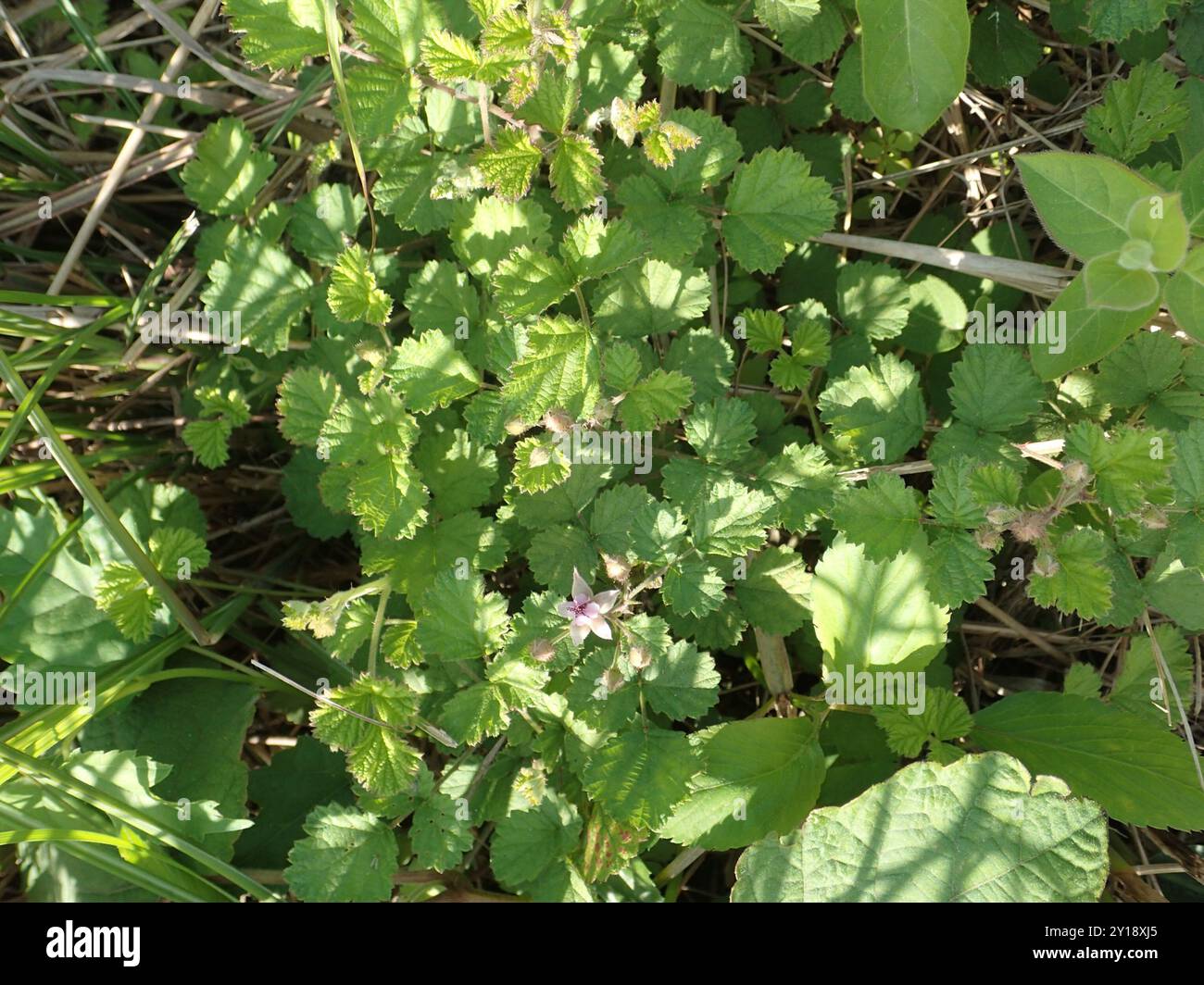 small-leaf bramble (Rubus parvifolius) Plantae Stock Photo - Alamy