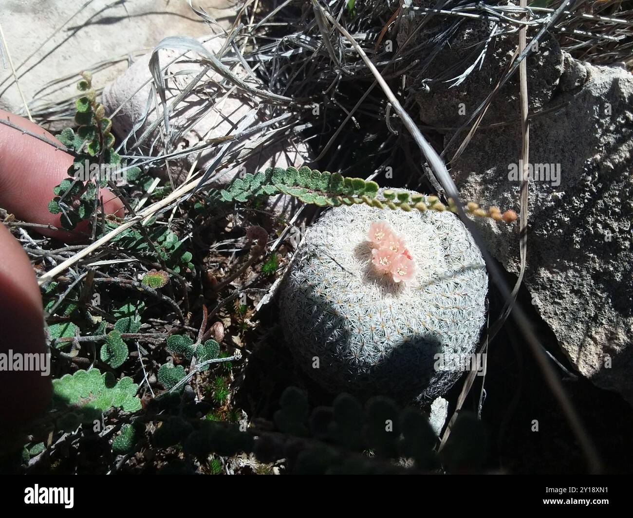 Button Cactus (Epithelantha micromeris) Plantae Stock Photo - Alamy