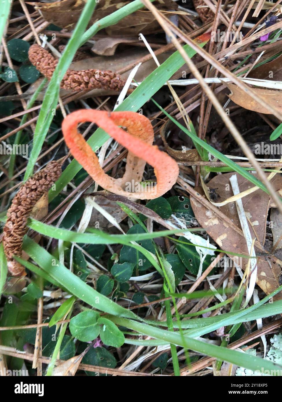 stinky squid (Pseudocolus fusiformis) Fungi Stock Photo - Alamy