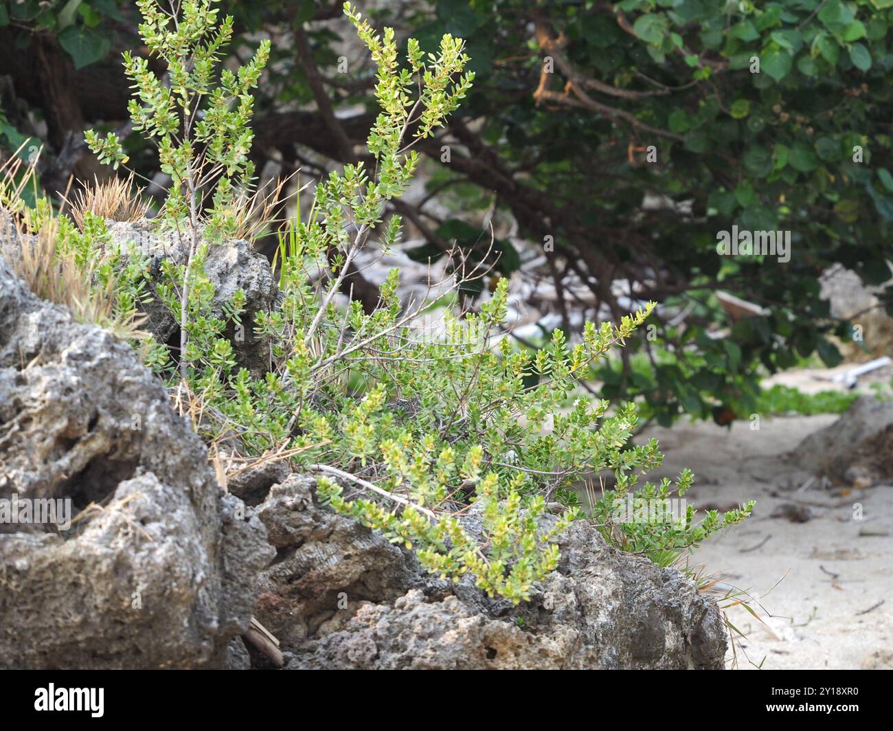 bantigue (Pemphis acidula) Plantae Stock Photo - Alamy